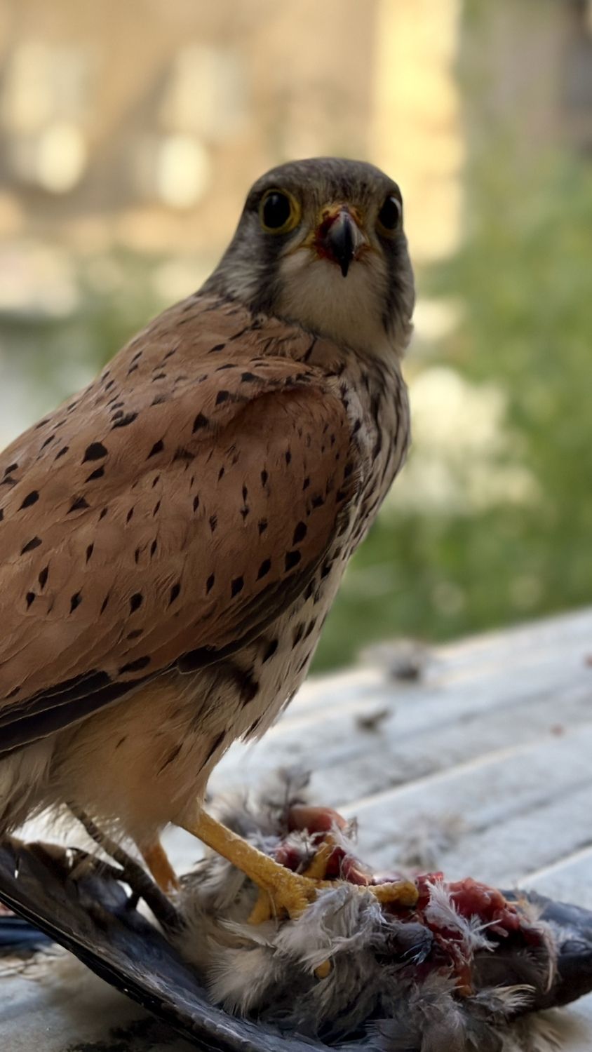 בז מצוי - תקופה נדידה - Weather2day